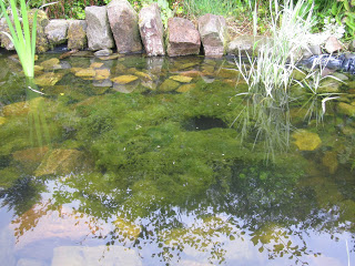 Best Blanketweed Treatment for Ponds - That Pond Guy