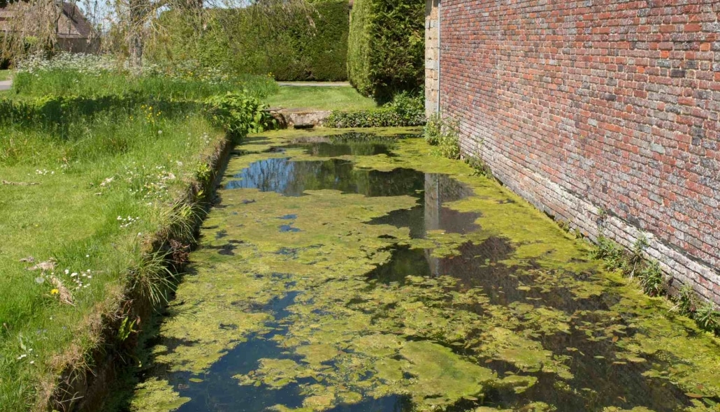 Best Blanketweed Treatment for Ponds - That Pond Guy