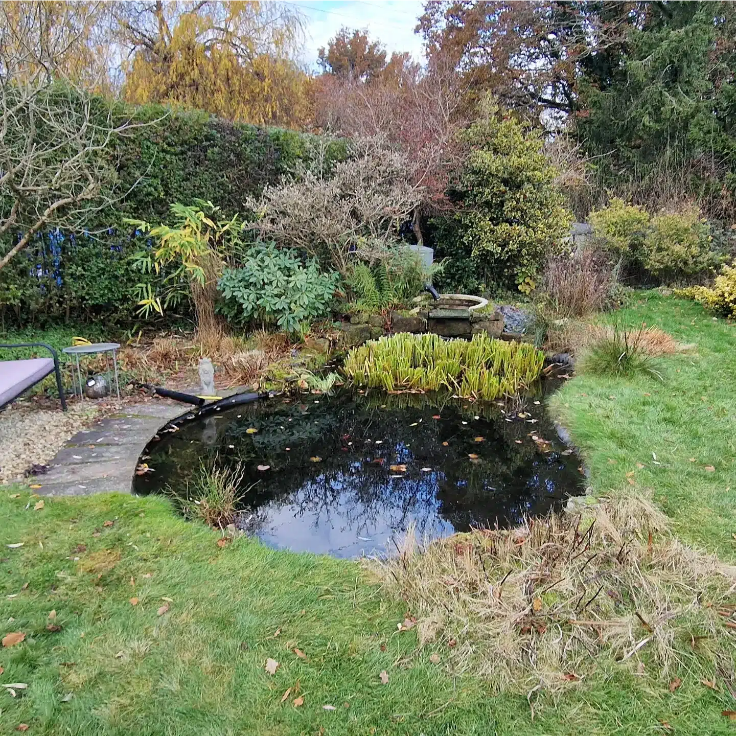 Nature's Companions: A Guide to the Best Plants for Your Koi Pond ...